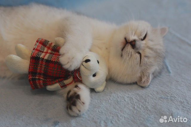 Котята серебристая шиншилла