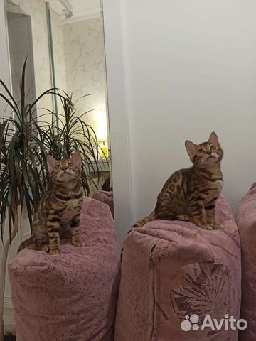 Бенгальские кошки