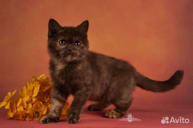 Британские котята короткошерстные