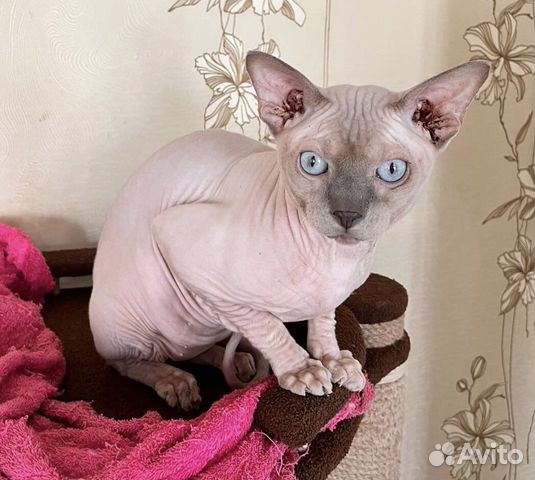 Вязка с Лиловым котом