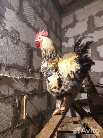 Куры петухи