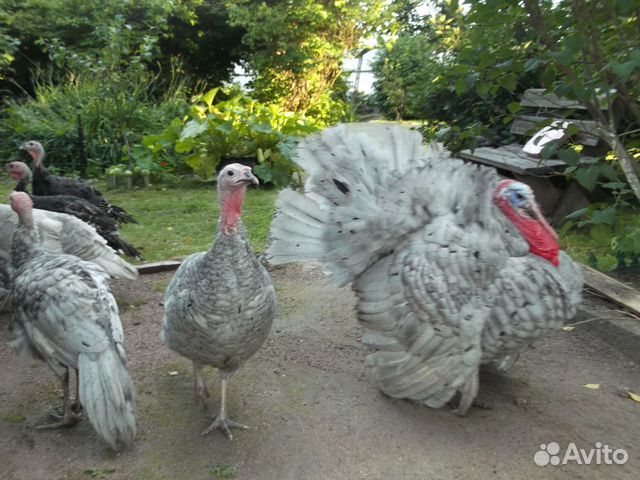 Семья индюков 3 шт