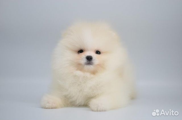 Мишка померанец