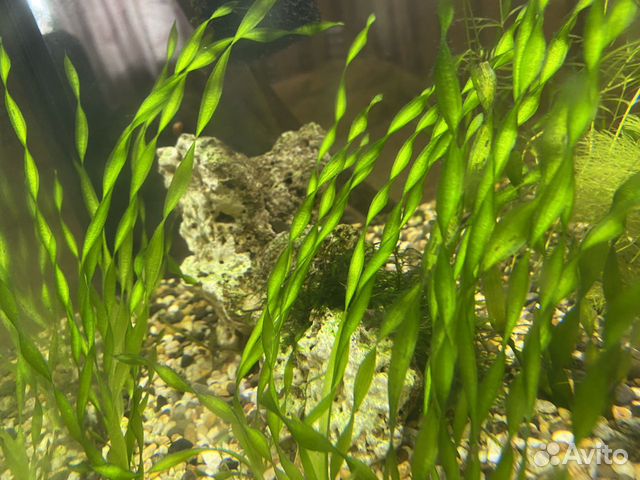 Аквариумное растение