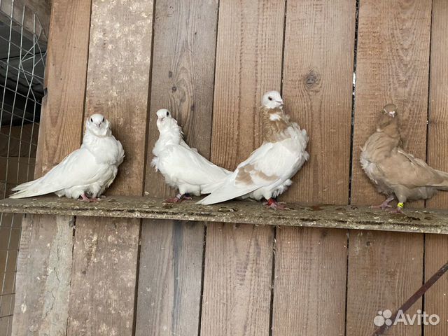 Голубь белоголовый, китаец