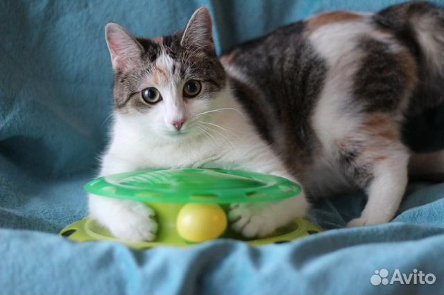 Трехцветная молодая кошечка в дар
