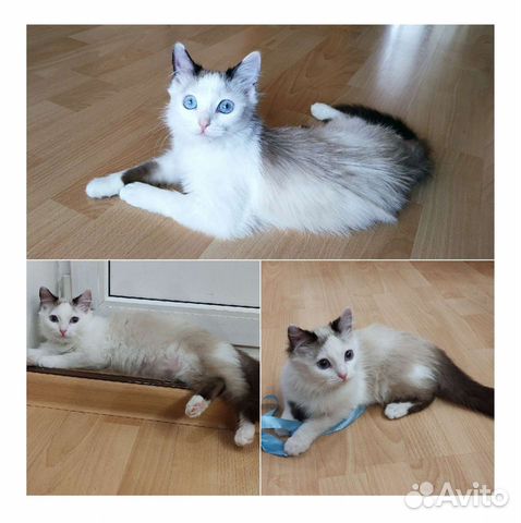Кошка в дар
