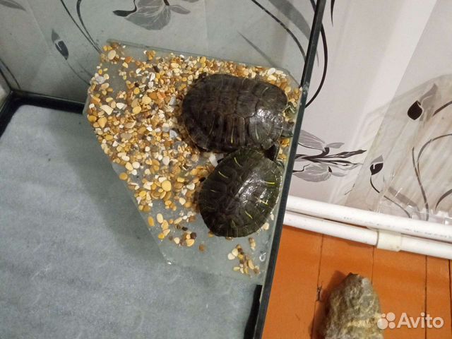 Черепахи и аквариум
