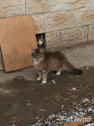 Маленький пушистый котенок из подвала