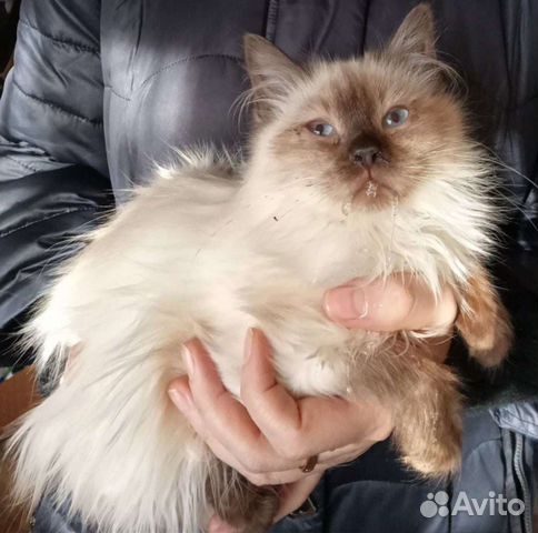 Невская маскарадная метис