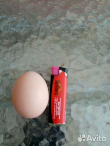 Инкубационное яйцо "Брама"