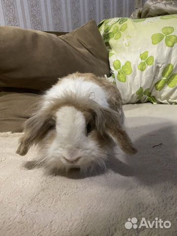 Декоративный кролик
