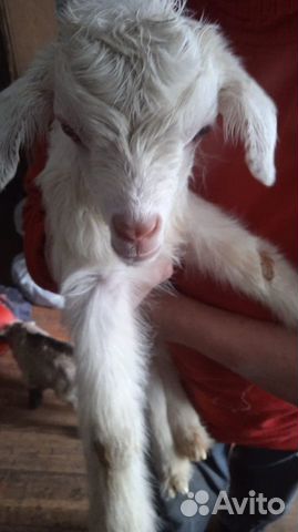 Продам козлят