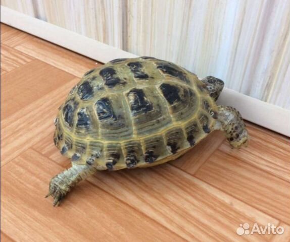 Черепаха сухопутная бесплатно