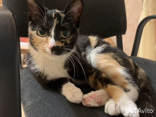 Кошка в дар