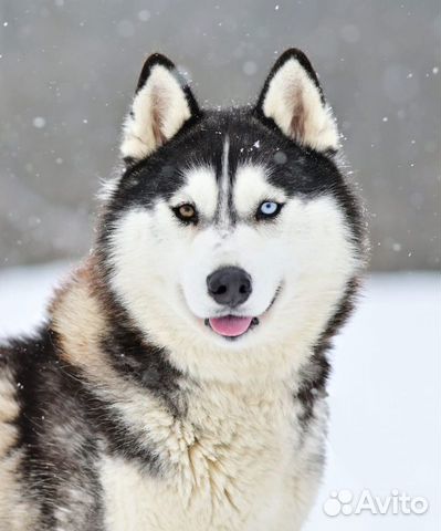 Хаски в добрые руки