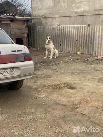 Собака алабай