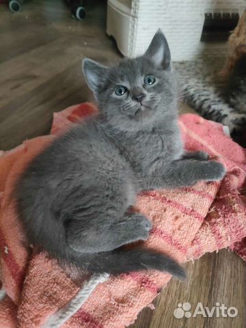 Метис Британца и Абиссинца