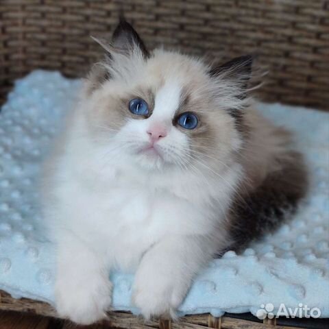 Nicolette, шоу, рэгдолл девочка