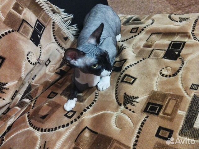 Канадский сфинкс котенок девочка