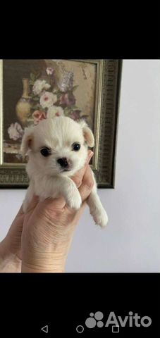 Щенки чихуахуа