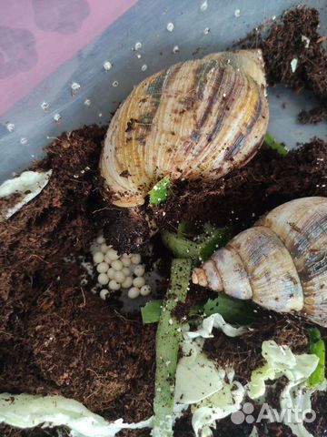 Улитята ахатины