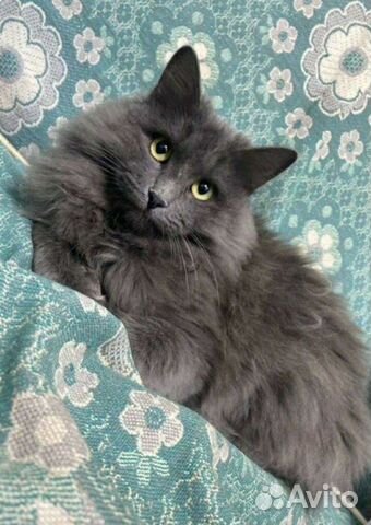 Кошка Ася великолепная