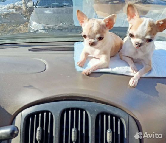 Чихуахуа мини и микро для вязки. Не продажа