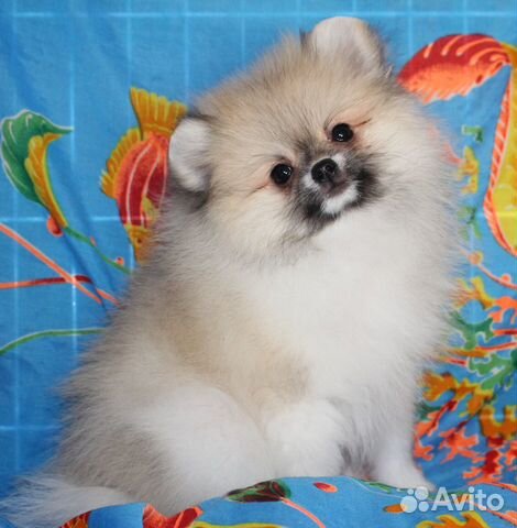 Померанский шпиц мальчик
