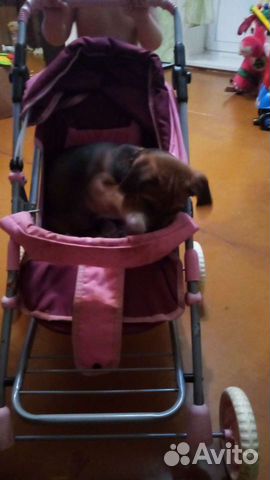 Щенки таксы бесплатно