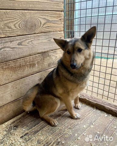 В глазах мольба и последняя надежда