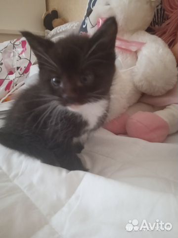 Маленькие чёрные котята