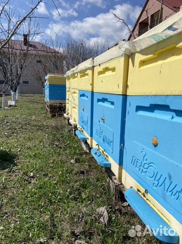 Пчелы карпатка