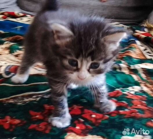 Котята в дар
