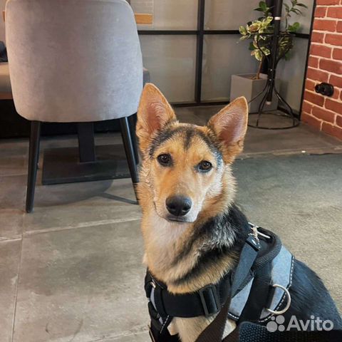 Идеальная девочка