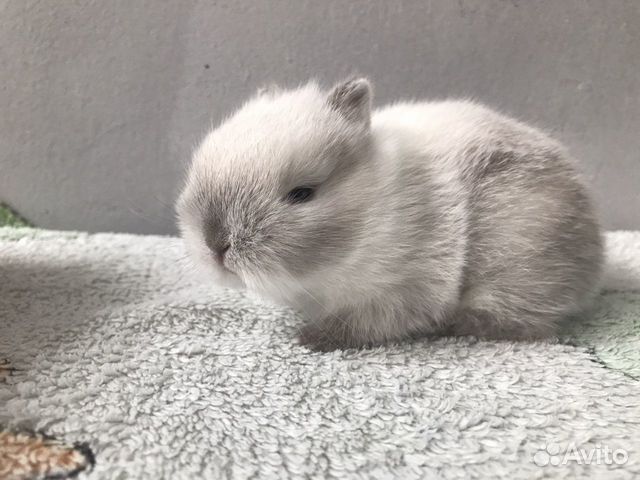 Карликовый крольчонок на бронирование