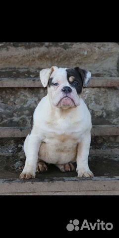 Американский булли