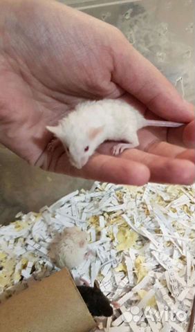 Кормовые мыши