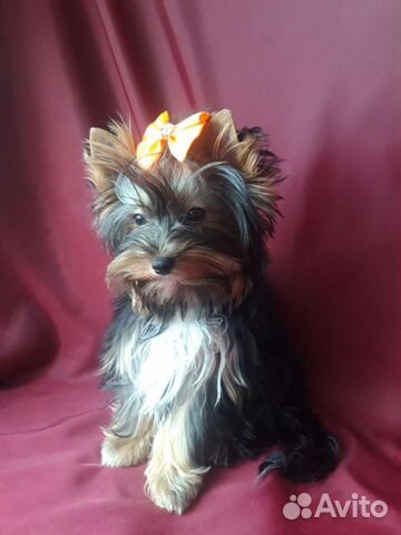 Необыкновенная красотка