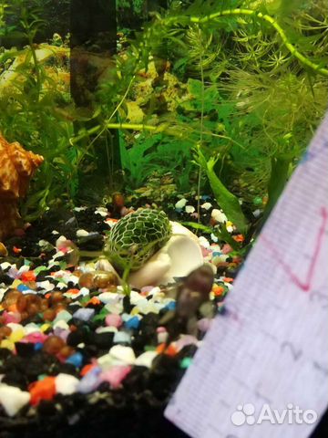 Мальки анциструса 2-2.5см