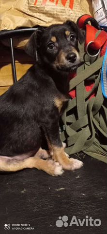 Щенок от маленькой собачки, Лизи