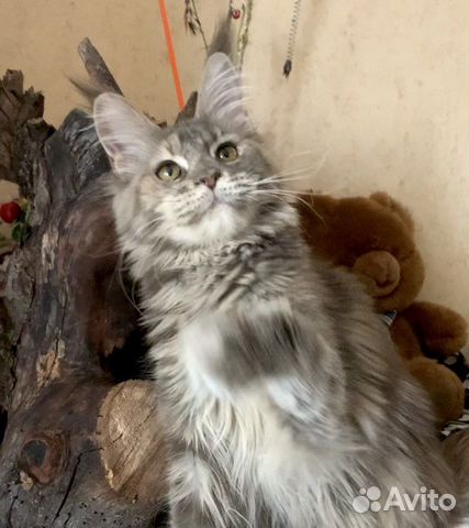 Ласковая Куночка