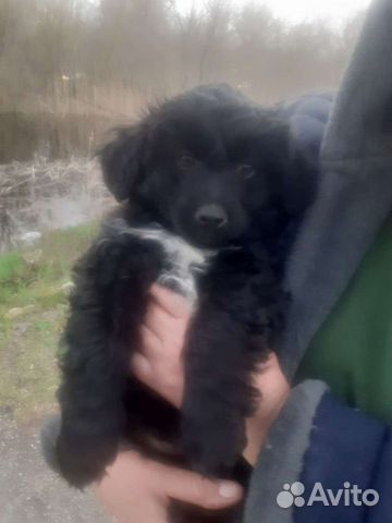 Девочка кудрявый коротколапик