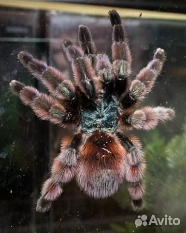 Caribena versicolor L1