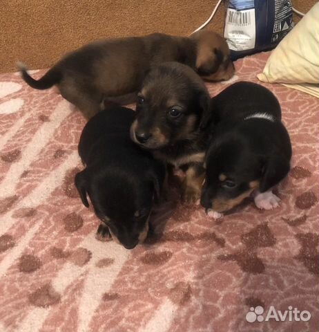 Щеночки таксы