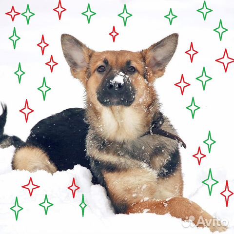 Альма и Бим