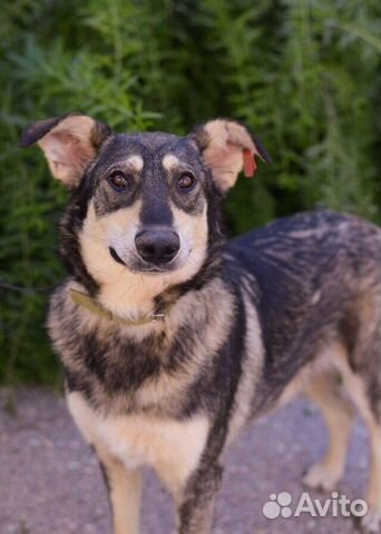 Булочка ищет семью