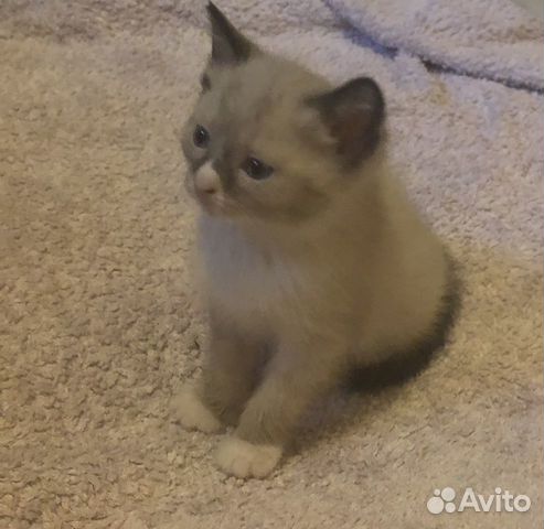 Невская маскарадная кошечка