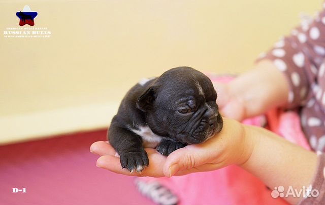 Американский Булли черная девочка