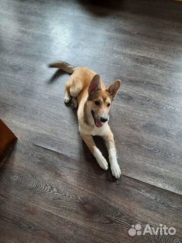 Эльза ищет любящих хозяев (Щенок-подросток)